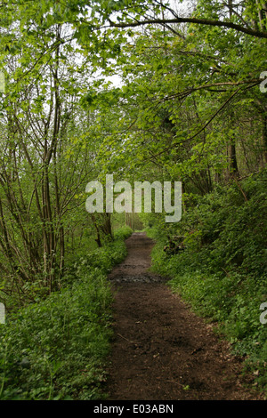 Woodland path in Shrawley Woods Stock Photo - Alamy