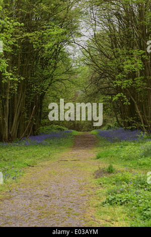 Woodland path in Shrawley Woods Stock Photo - Alamy