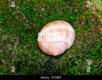 Sea shell with green lichen moss on pink background with palm leaf ...