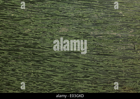 Komatiite a type of ultramafic mantle-derived volcanic rock, Komati ...