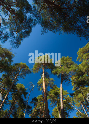pine trees upwards shot Stock Photo - Alamy