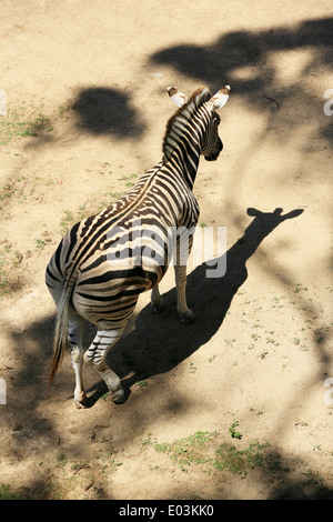 Sad zebra with the shadow Stock Photo - Alamy