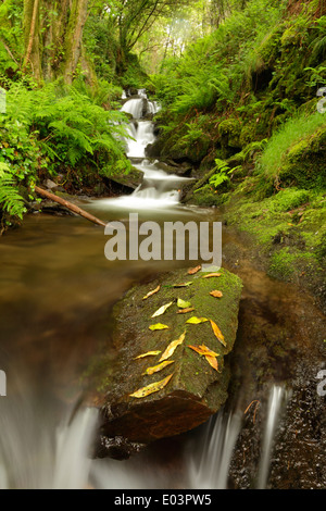 Photo taken on the Galician forest (Spain Stock Photo - Alamy