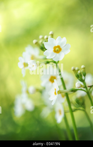 Colourful Primula vulgaris or primrose. Nature spring floral background ...