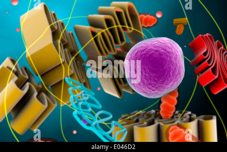 Microscopic view of animal cell Stock Photo - Alamy