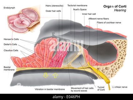 Structure of the organ of Corti Stock Photo - Alamy