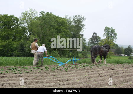 Ridging up a potato crop using horse power in the form of a plough ...