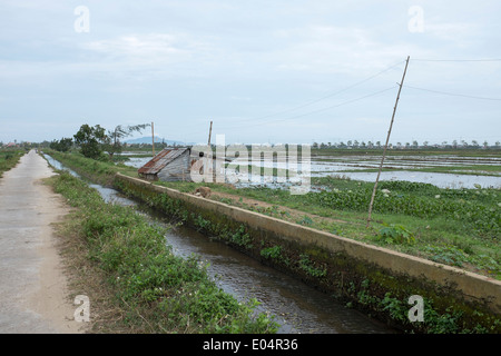 Rice growing near Hoi An Vietnam South East Asia Vietnamese orient ...