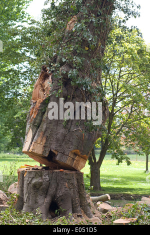A diseased tree falling after being cut by workmen Stock Photo - Alamy