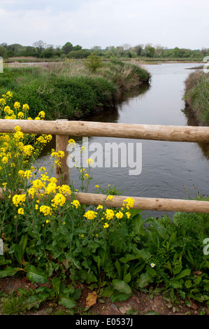 Middleton Lakes RSPB reserve, Warwickshire, England, UK Stock Photo - Alamy