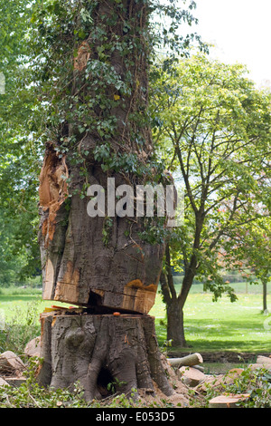 A diseased tree falling after being cut by workmen Stock Photo - Alamy