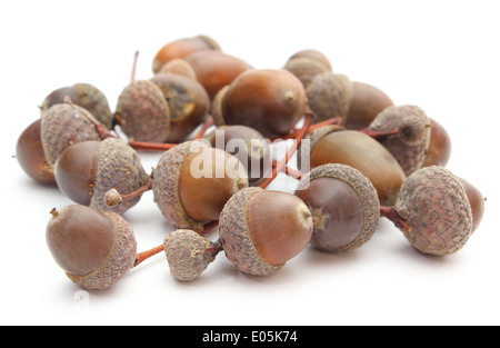 Stack of brown acorns isolated on white background Stock Photo - Alamy