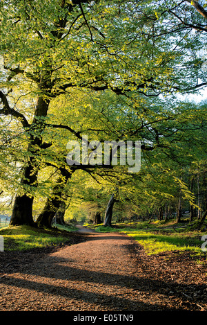 Ladys walk at sunrise. Ashridge Woods, England Stock Photo - Alamy