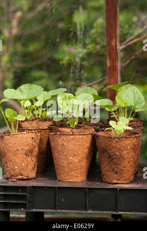 Seedlings Plantlets Growing In Small Flowerpots In A Greenhouse Stock ...