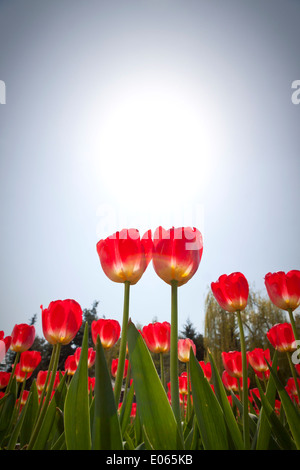 Close up of two red tulips Tulipa in the garden with soft focus ...