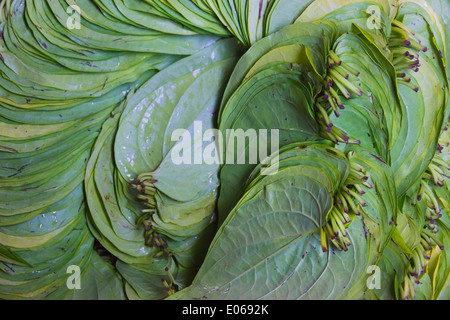 Betel leaves, Myanmar Stock Photo - Alamy