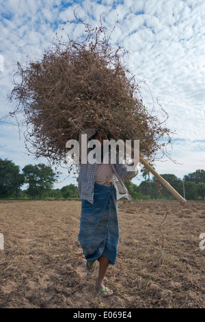 Peanut Farmers. Bagan. Myanmar Stock Photo - Alamy