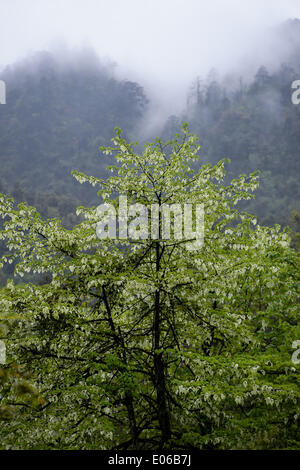 (140504) -- YINGJING (SICHUAN), May 4, 2014 (Xinhua) -- Blossoms of ...