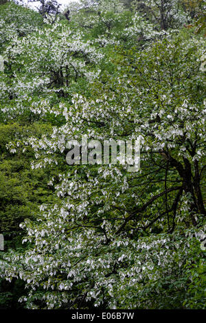 (140504) -- YINGJING (SICHUAN), May 4, 2014 (Xinhua) -- Blossoms of ...