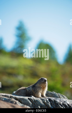 Alpine marmot (Marmota marmota), Valais alps, Switzerland, in the snow ...