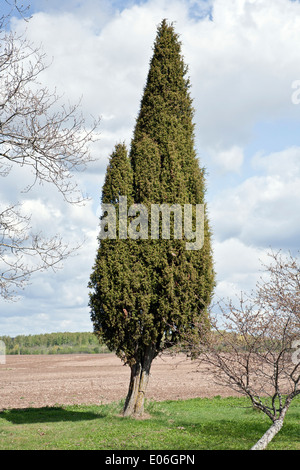 Juniperus Communis (Common Juniper), a woody plant of the Cupressaceae ...