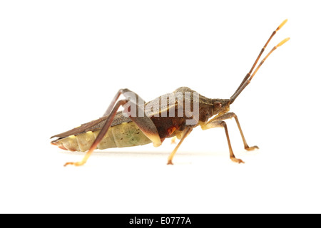 Eucalyptus Tip-wilter Bug, Amorbus alternatus. Adult. Also known as ...