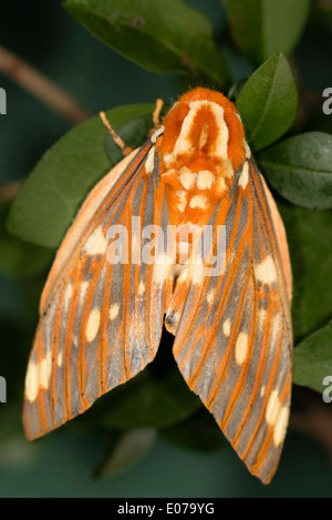 Royal Walnut Moth (Citheronia regalis), Elkins, West Virginia Stock ...