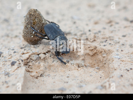 Namib desert beetle {Onymacris unguicularis} running over hot sand on ...