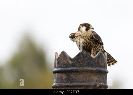 Peregrine falcon on tree perch Stock Photo - Alamy