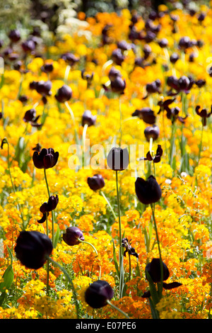 Black Tulips in Rembrandt Gardens, Warwick Avenue, Little Venice ...