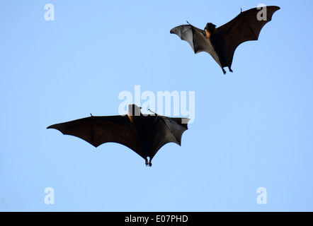 male lyie's flyingfox flying in the sky Stock Photo - Alamy