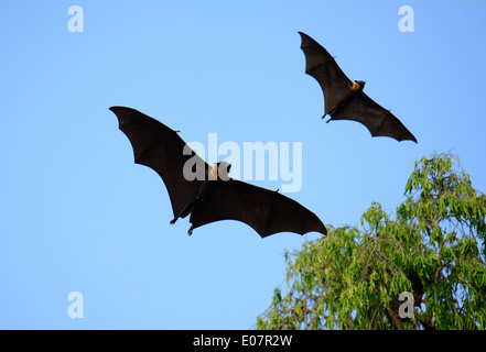 male lyie's flyingfox flying in the sky Stock Photo - Alamy