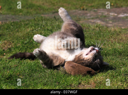 Tabby cat playing with toy mouse Stock Photo - Alamy