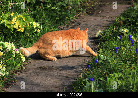 Ginger cat hunting on garden fence Stock Photo - Alamy