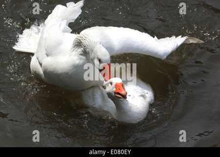 Domestic geese mating on Llangollen Canal Stock Photo - Alamy