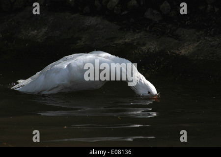 Domestic goose diving in Llangollen Canal Stock Photo - Alamy