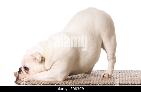 dog bowing - bulldog puppy with bum up in the air on white background ...