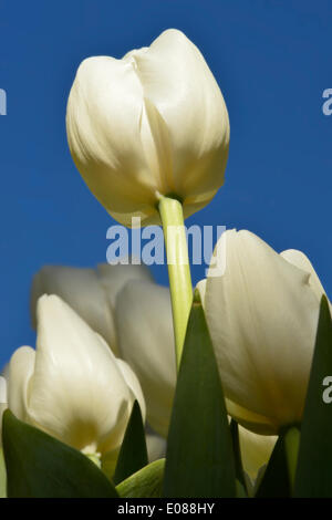 Flowers growing on the campus of the American University at Beirut ...