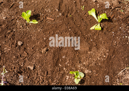 Community garden prepared for planting in early Spring in urban area ...