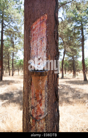 Harvesting resin produced by pine trees. Resins are used in the ...