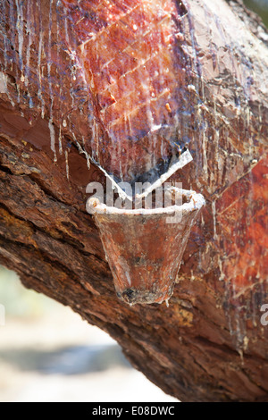 Harvesting resin produced by pine trees. Resins are used in the ...