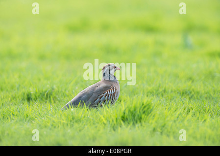 Red legged french partridge alectoris rufa Stock Photo - Alamy