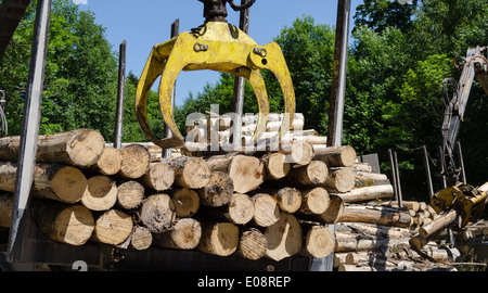Heavy equipment loading with clipper cut logs. Large log loader and ...