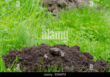 Mole put out his head from mole hole. Enemy for beautiful lawn Stock ...