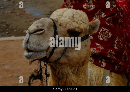 Camel one hump, Andromeda Stock Photo - Alamy