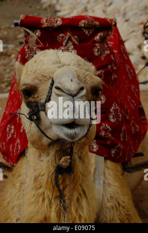 Camel one hump, smiling. Andromeda Stock Photo - Alamy