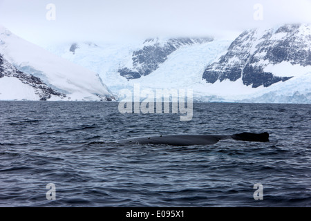 humpback whale logging in Neko Harbour arctowski peninsula Antarctic ...