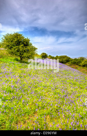 Brean Down bluebell field Somerset in the spring Stock Photo - Alamy