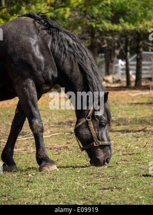 Dark brown, percheron work horse grazing in a field Stock Photo - Alamy
