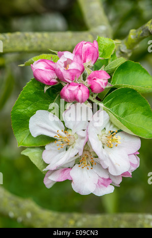 Bramley apple blossom Stock Photo - Alamy